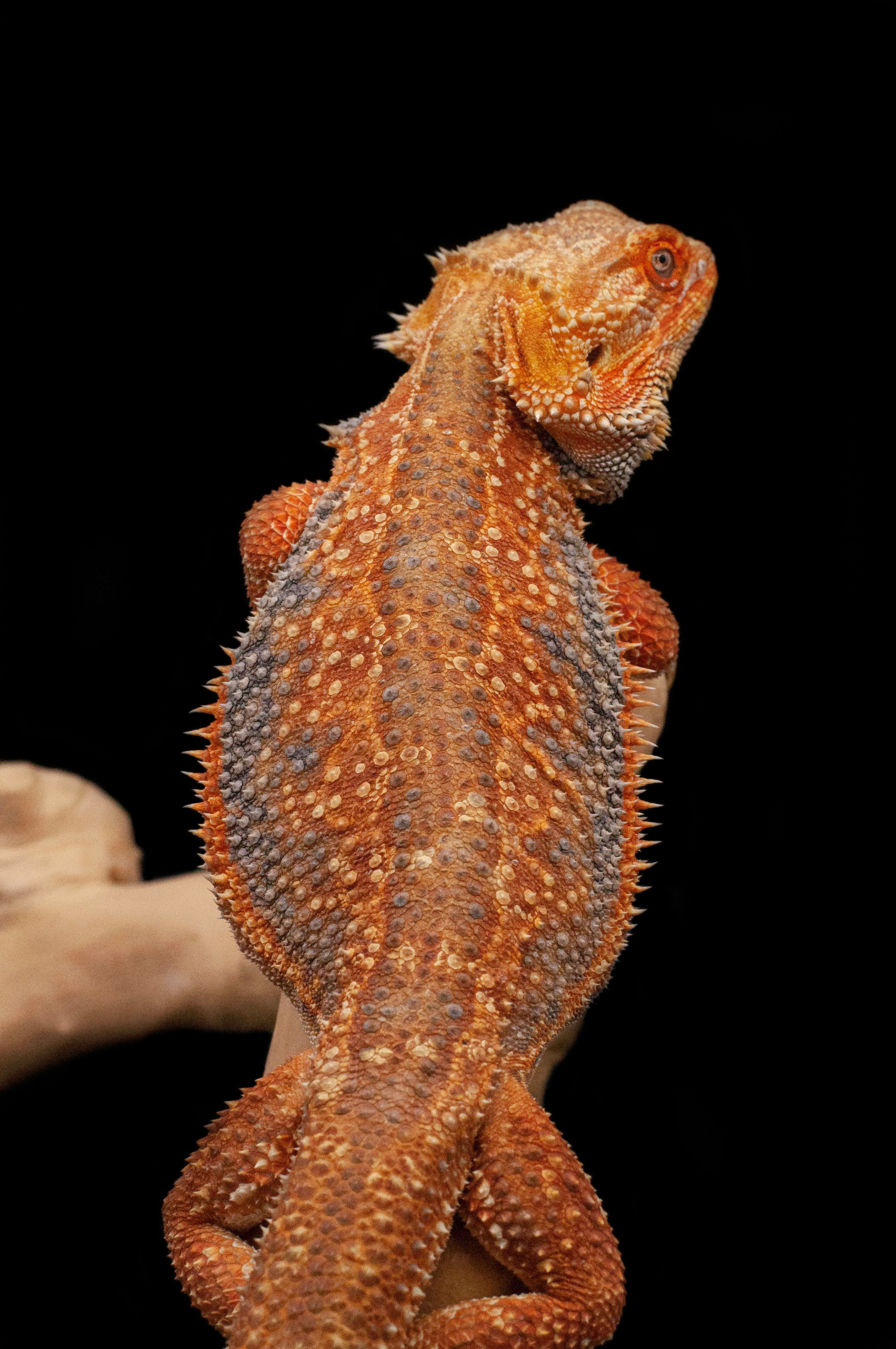 Don't Kill Your Dragon – BeardedDragon.co